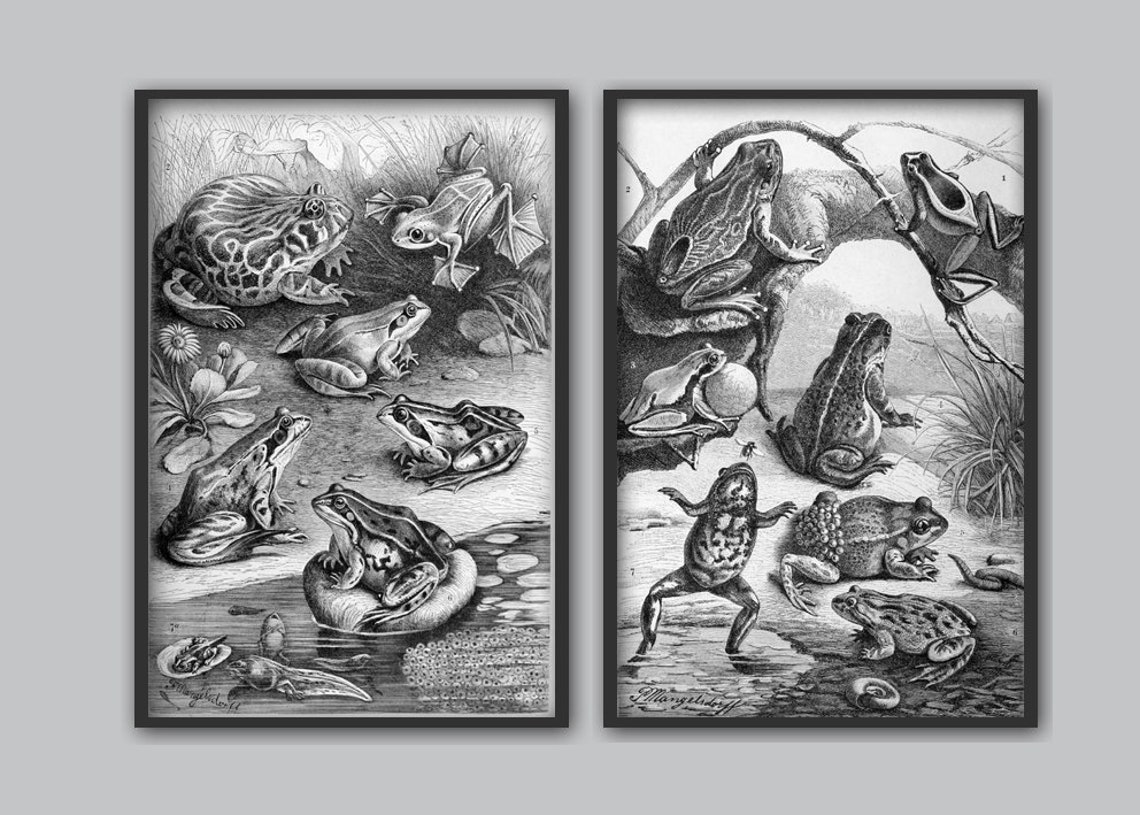 Frog Wall Art Decor Amphibian Print Animal Vintage - Etsy