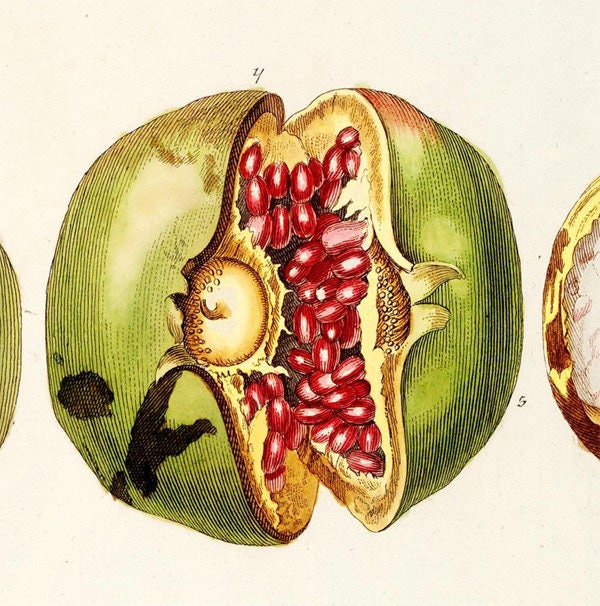 Fruit Print, Kitchen Wall Decor, Fruit Poster, Pomegranate Print - Etsy