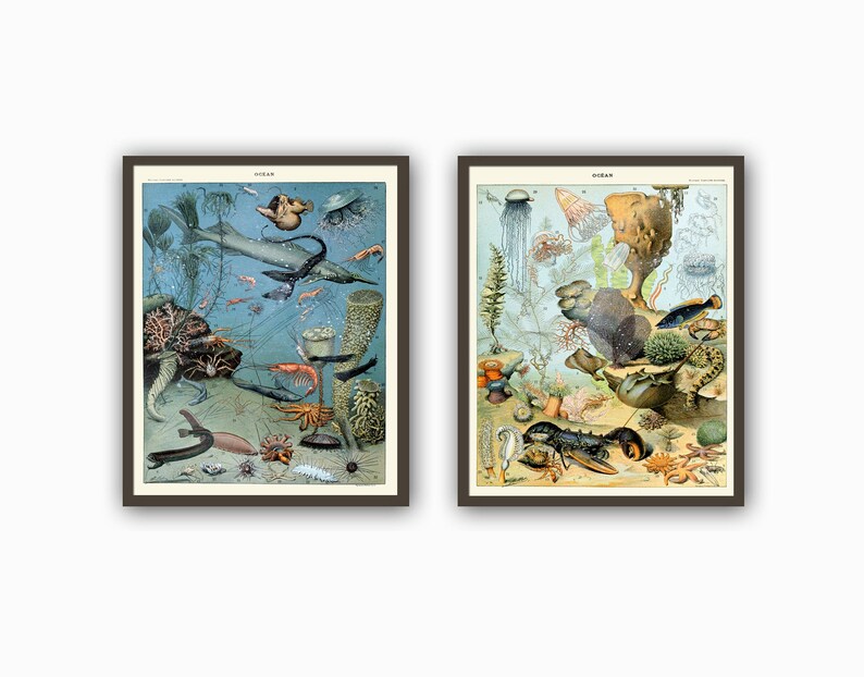 Fish Print Set Sea Life Marine Biology Posters Sea Animals | Etsy