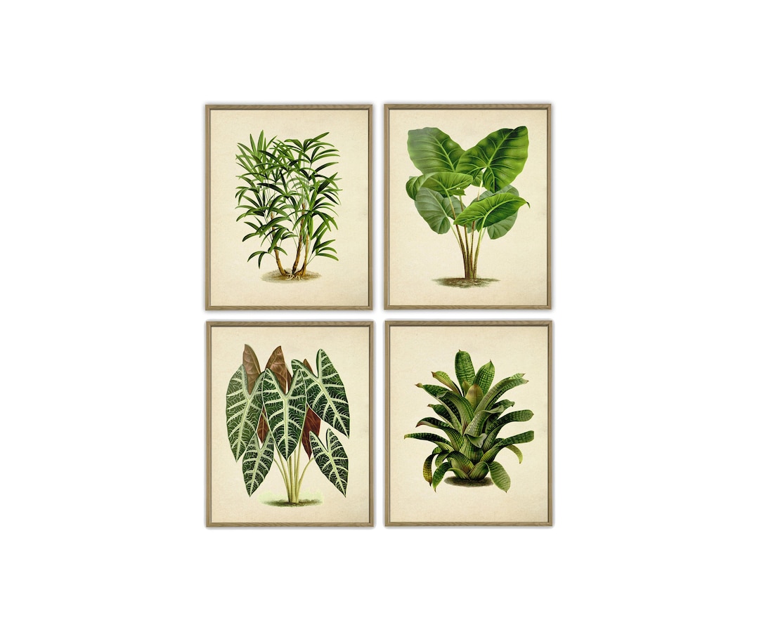 Rare Botanical Posters Set of 4 Botanical Prints Botanical Kitchen ...
