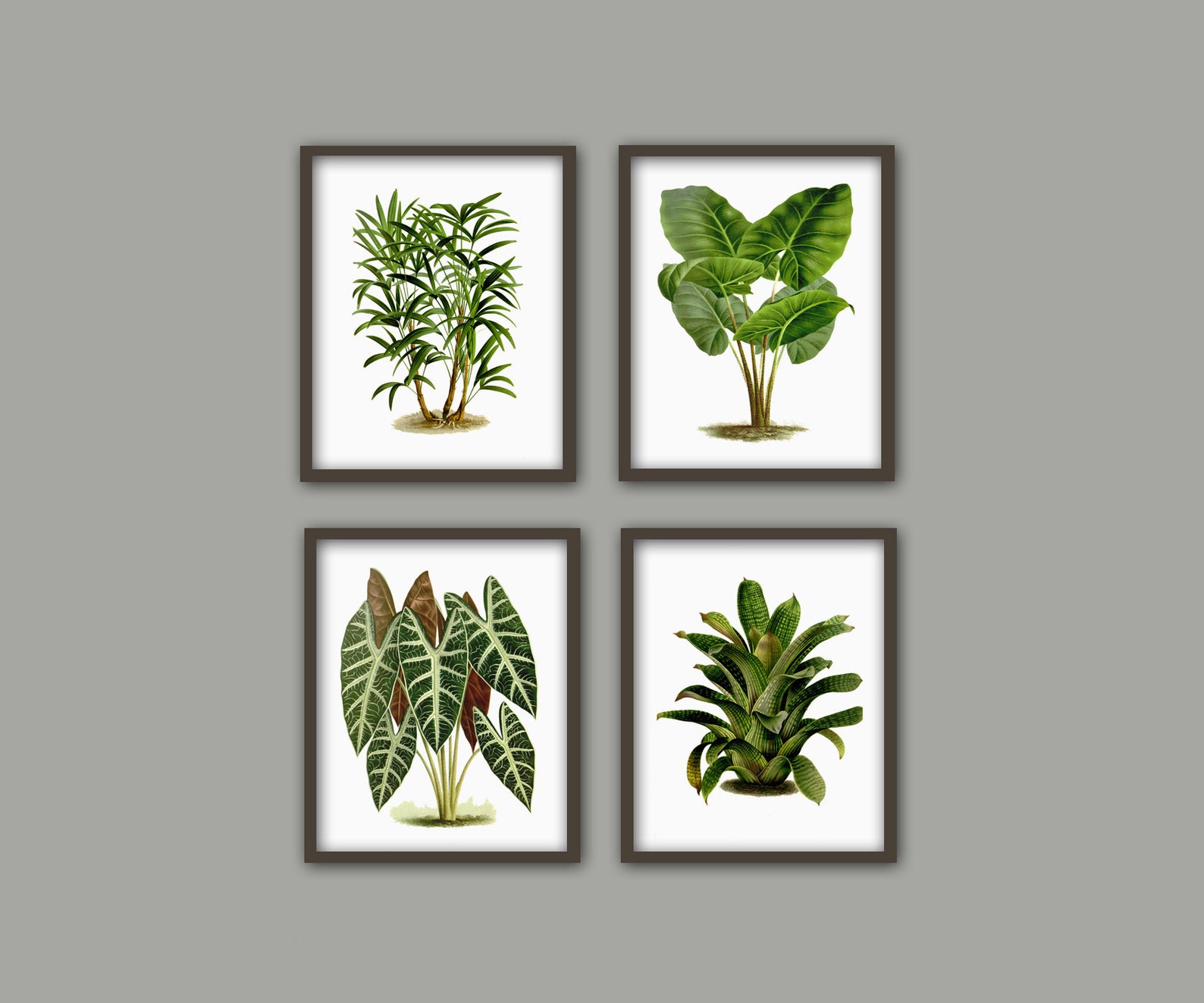 Home Plant Print Set of 4 Botanical Illustrations Print - Etsy