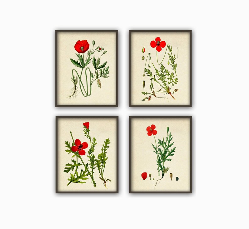 Antique Poppy Print Set of 4 Home Decor Flower Botanical | Etsy