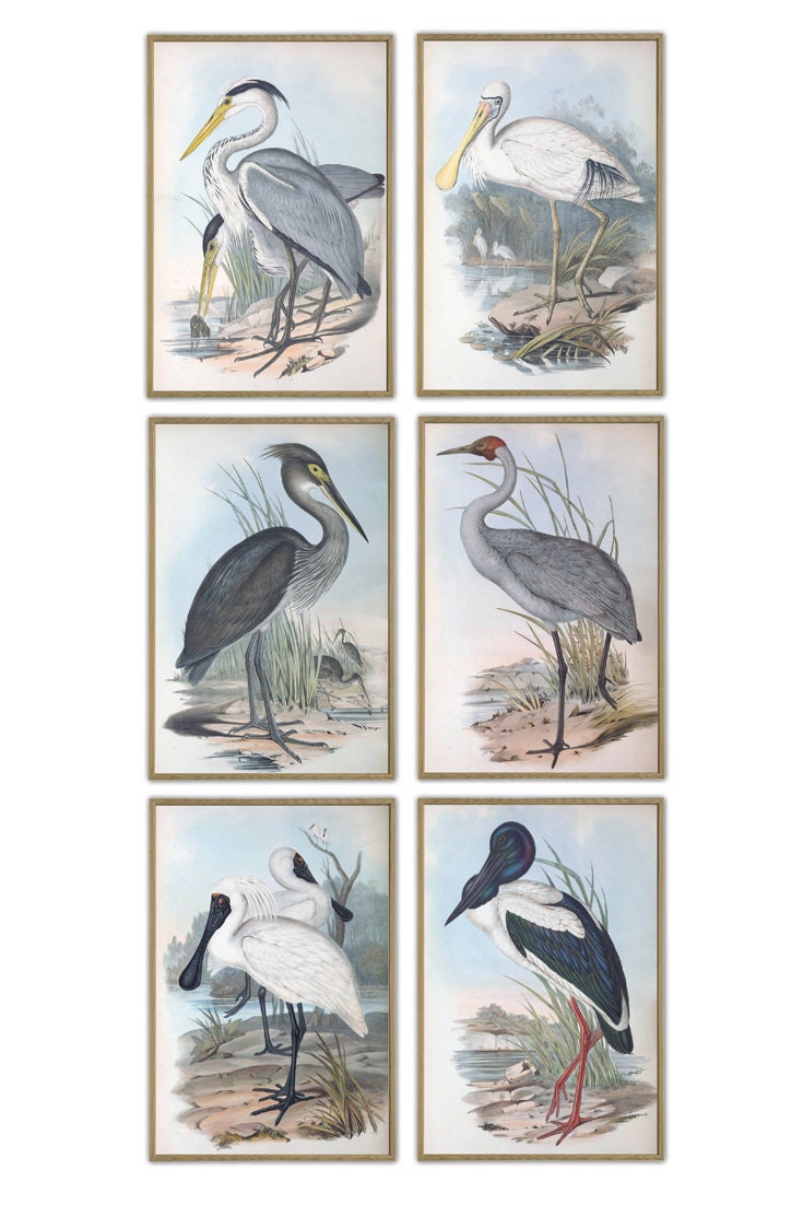 Large Birds Prints Set of 6 Wall Art Decor Ornithology - Etsy