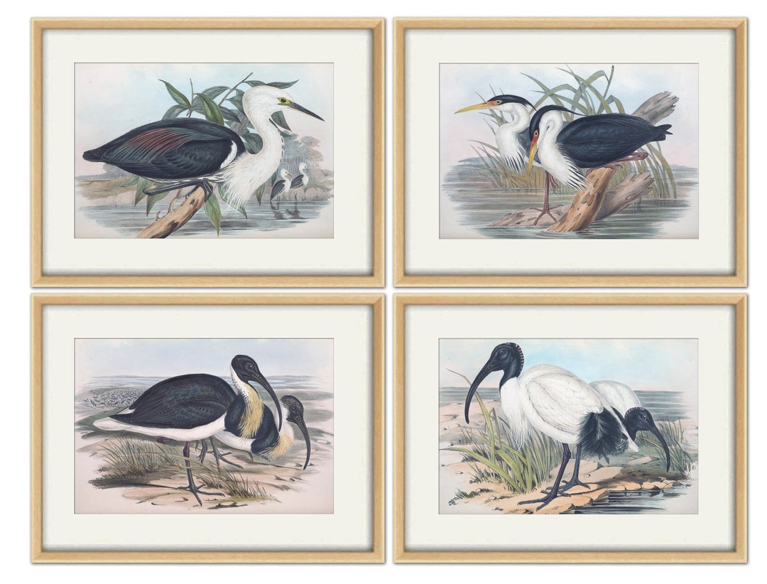 Birds Wall Art, Botanical Bird Print, Horizontal Wall Decor ...