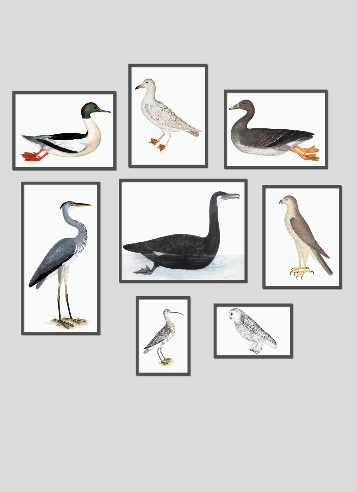 Birds Print Set Birds Collage Gallery Wall Decor Living - Etsy