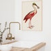 Spoonbill Bird Print, Bird Wall Decor, Ornithology Poster, Antique ...
