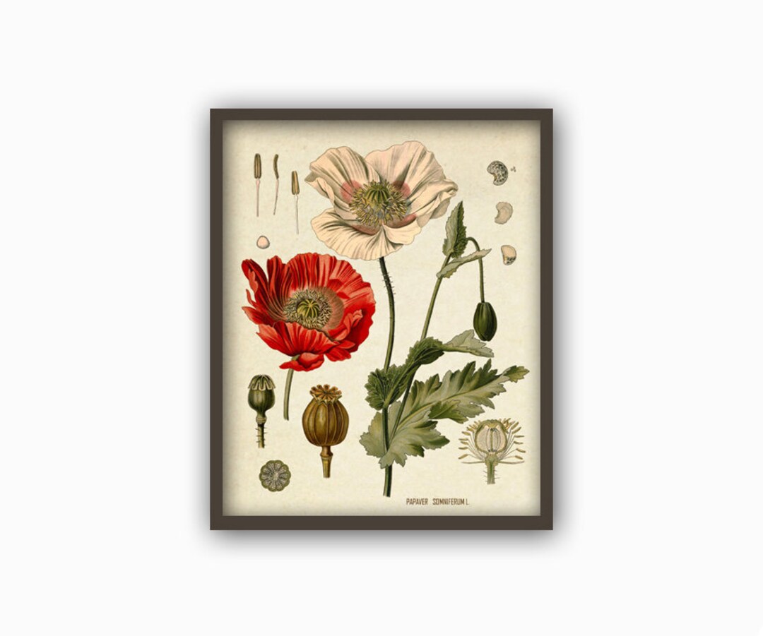 Opium Poppy Print, Wall Art Print, Vintage Botanical Decor, Drug ...