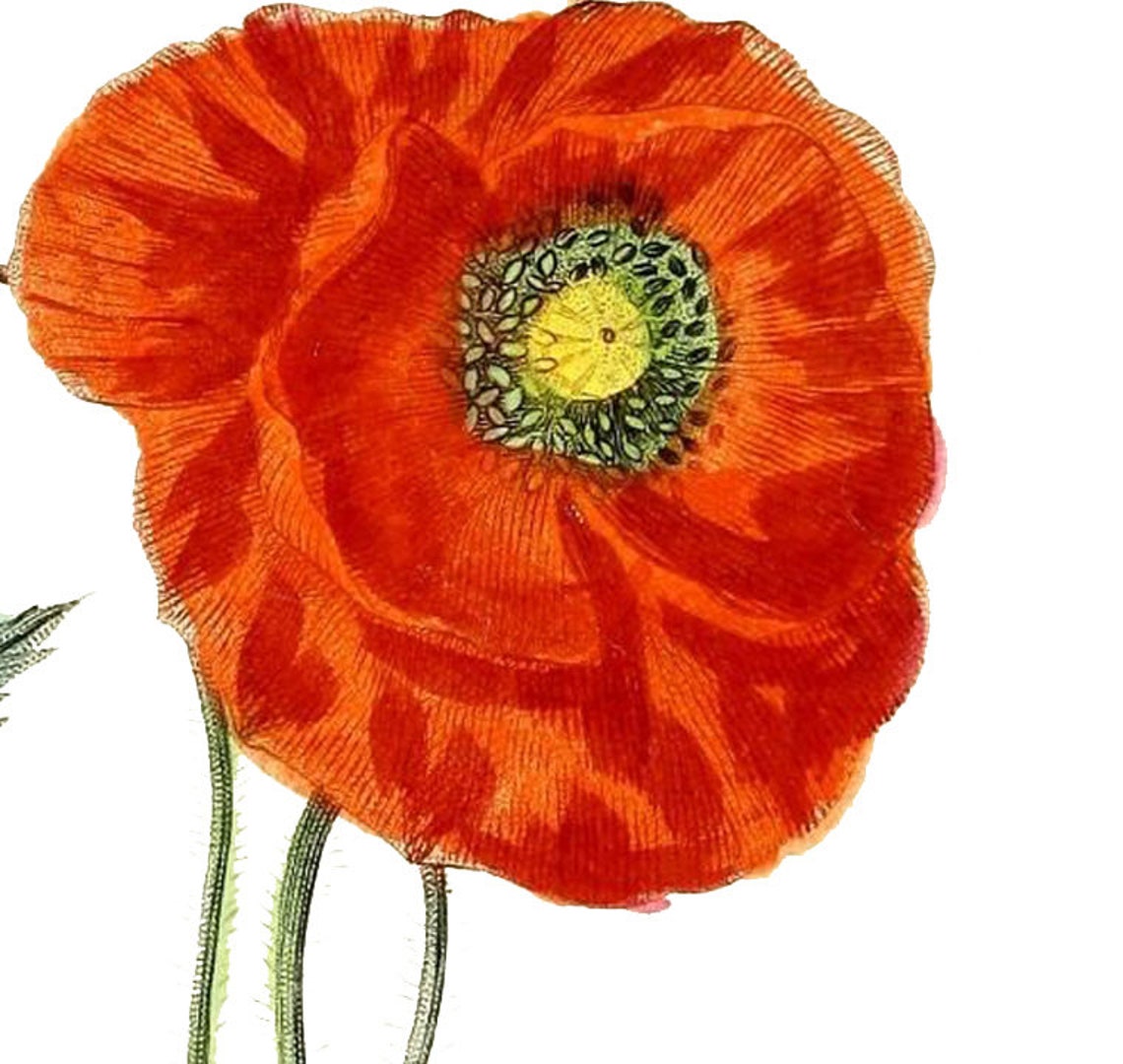 Poppy Flower Print Set of 2 Botanical Antique Illustration | Etsy