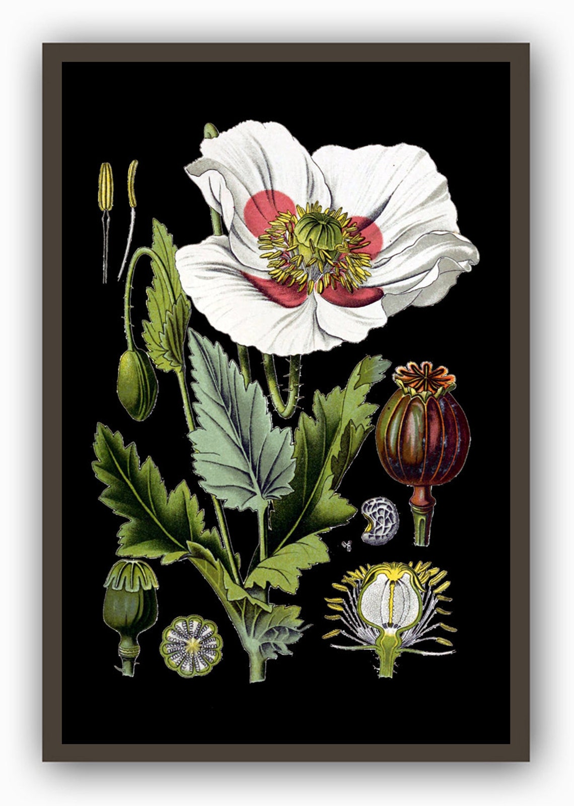 Opium Poppy Print Flower Wall Art Botanical Poster White - Etsy