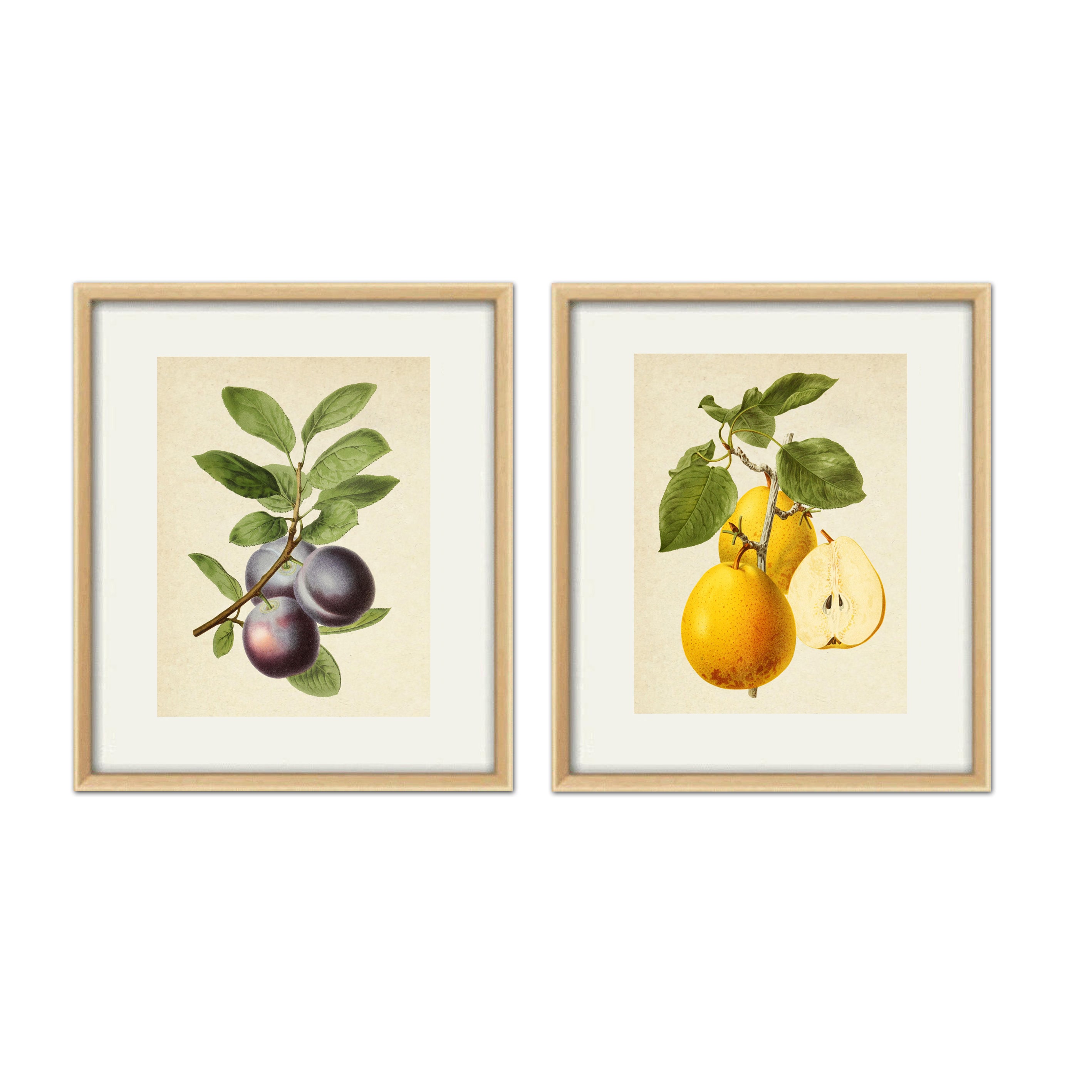 Fruit Print Set Botanical Prints Vintage Art Botanical Plum - Etsy