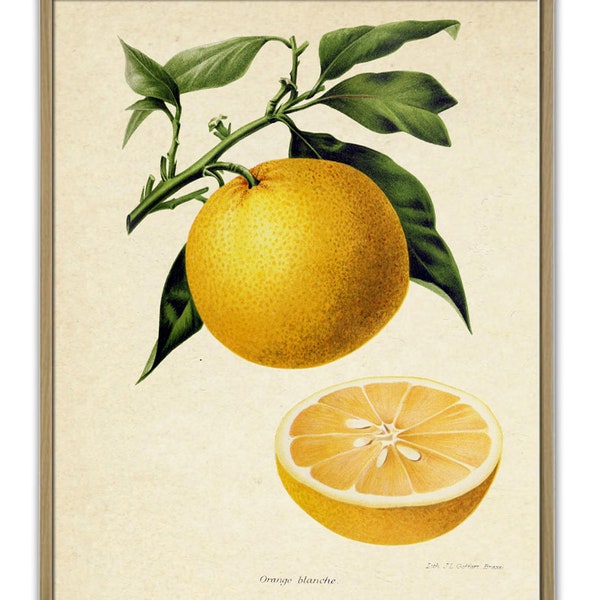 Orange Fruit Art - Etsy