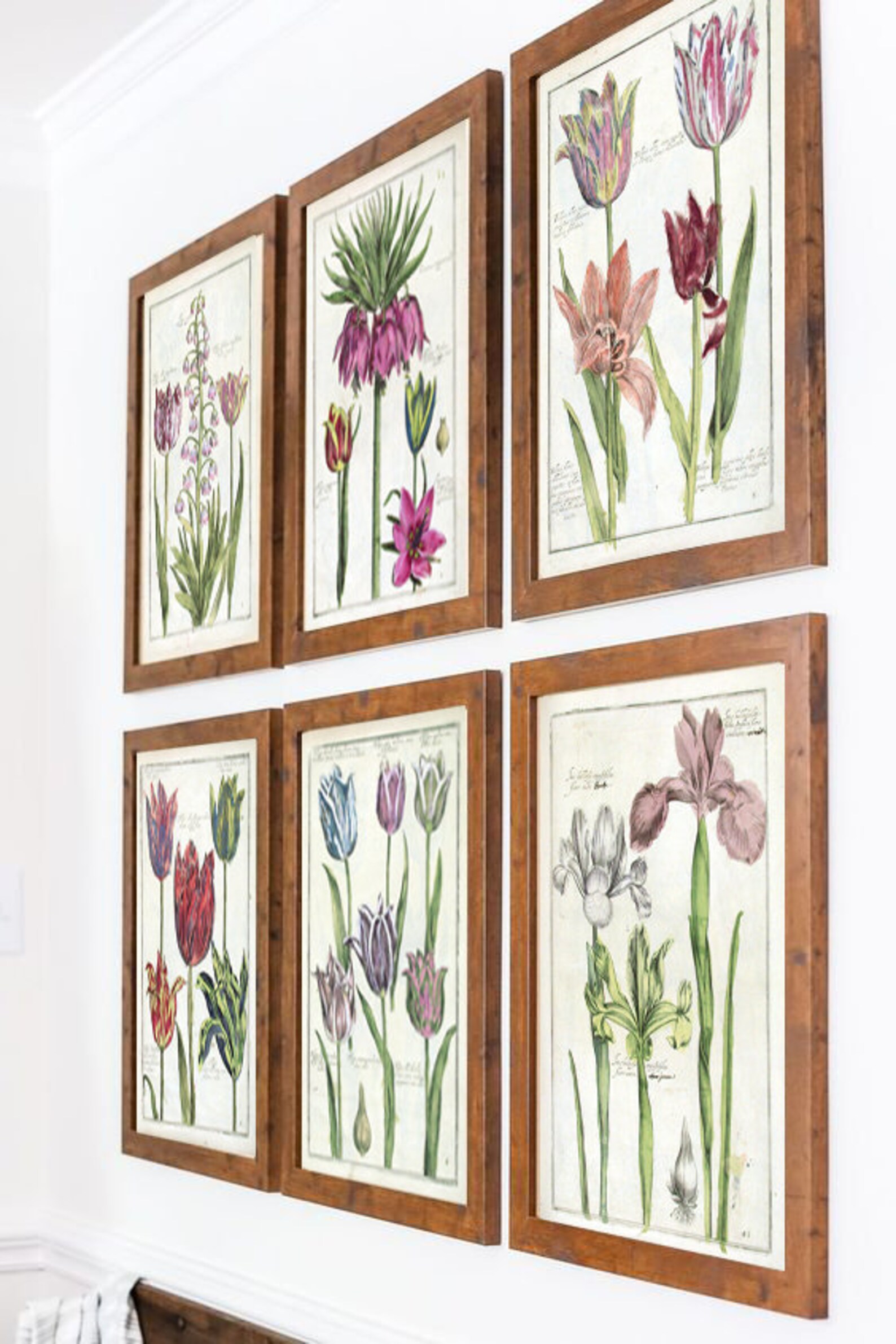 Tulip Flower Botanical Drawings Botanical Illustration Set of 6 ...