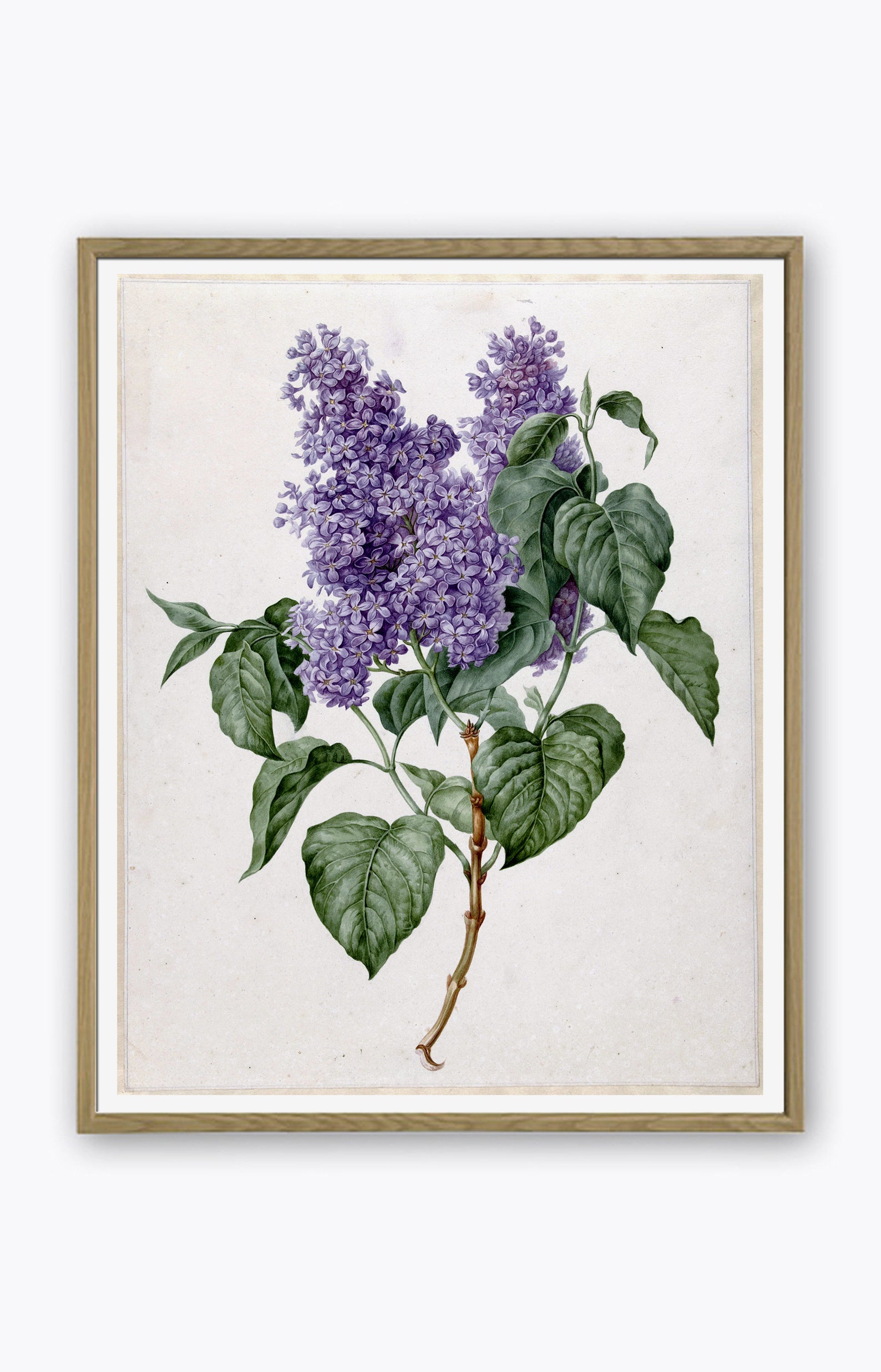 Lilac Flower Wall Art Print Lilac Painting Print Flower - Etsy