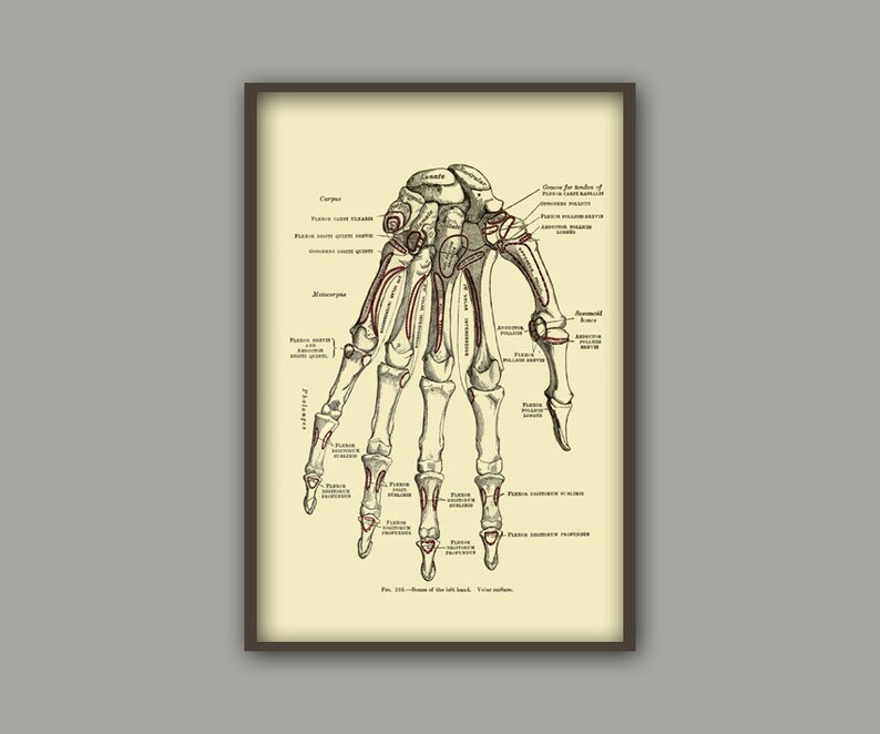 Hand Bone Print Human Anatomy Skeleton Vintage Illustration - Etsy