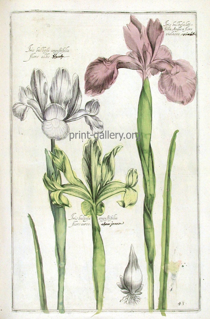 Tulip Flower Botanical Drawings Botanical Illustration Set of 6 ...