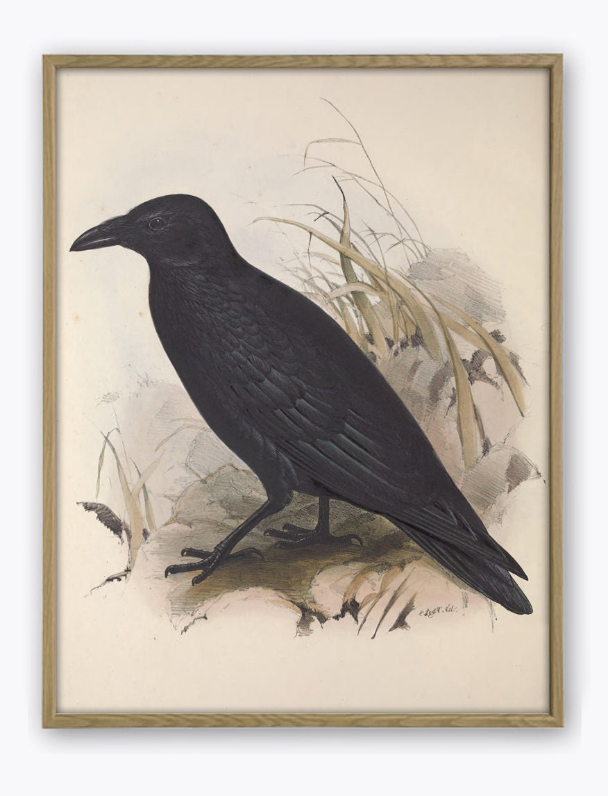 Carrion Crow Print Raven Birds Vintage Illustration Bird Wall - Etsy