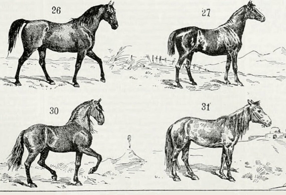 Horse Breeds Print Biology Poster Science Vintage - Etsy
