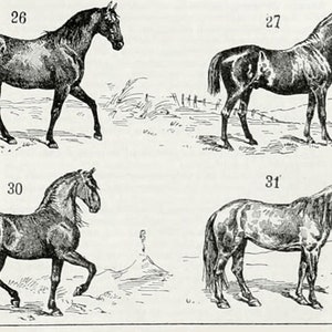 Horse Breeds Print, Biology Poster, Science Vintage Illustration ...