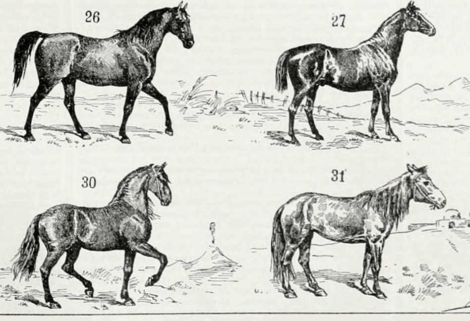 Horse Breeds Print Biology Poster Science Vintage - Etsy