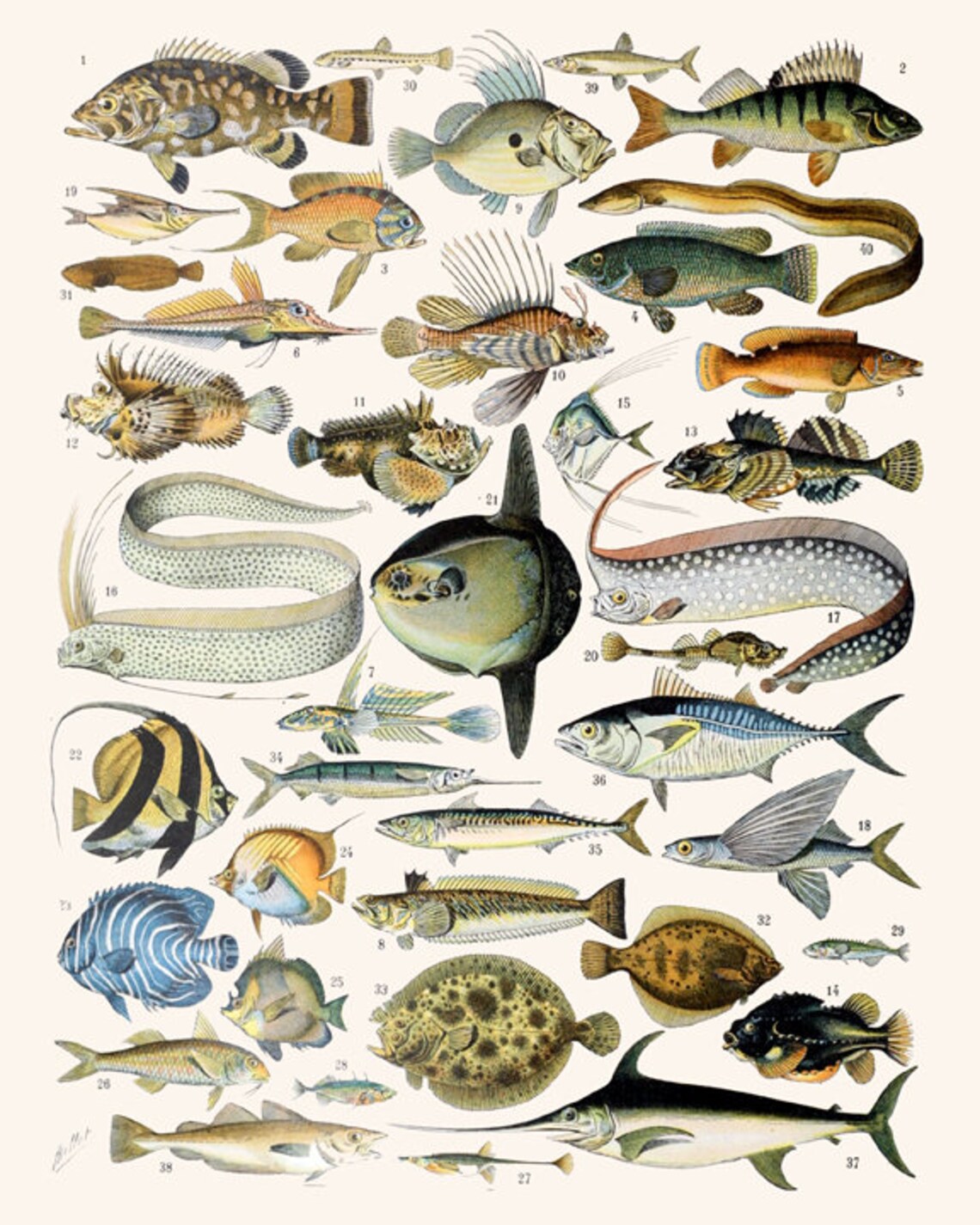 Fish Print - Fish Wall Art - Fish Decor - Science Art - Sea Animals ...
