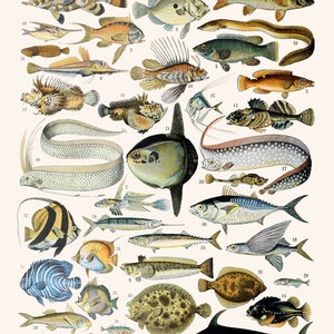 Fish Print - Fish Wall Art - Fish Decor - Science Art - Sea Animals ...
