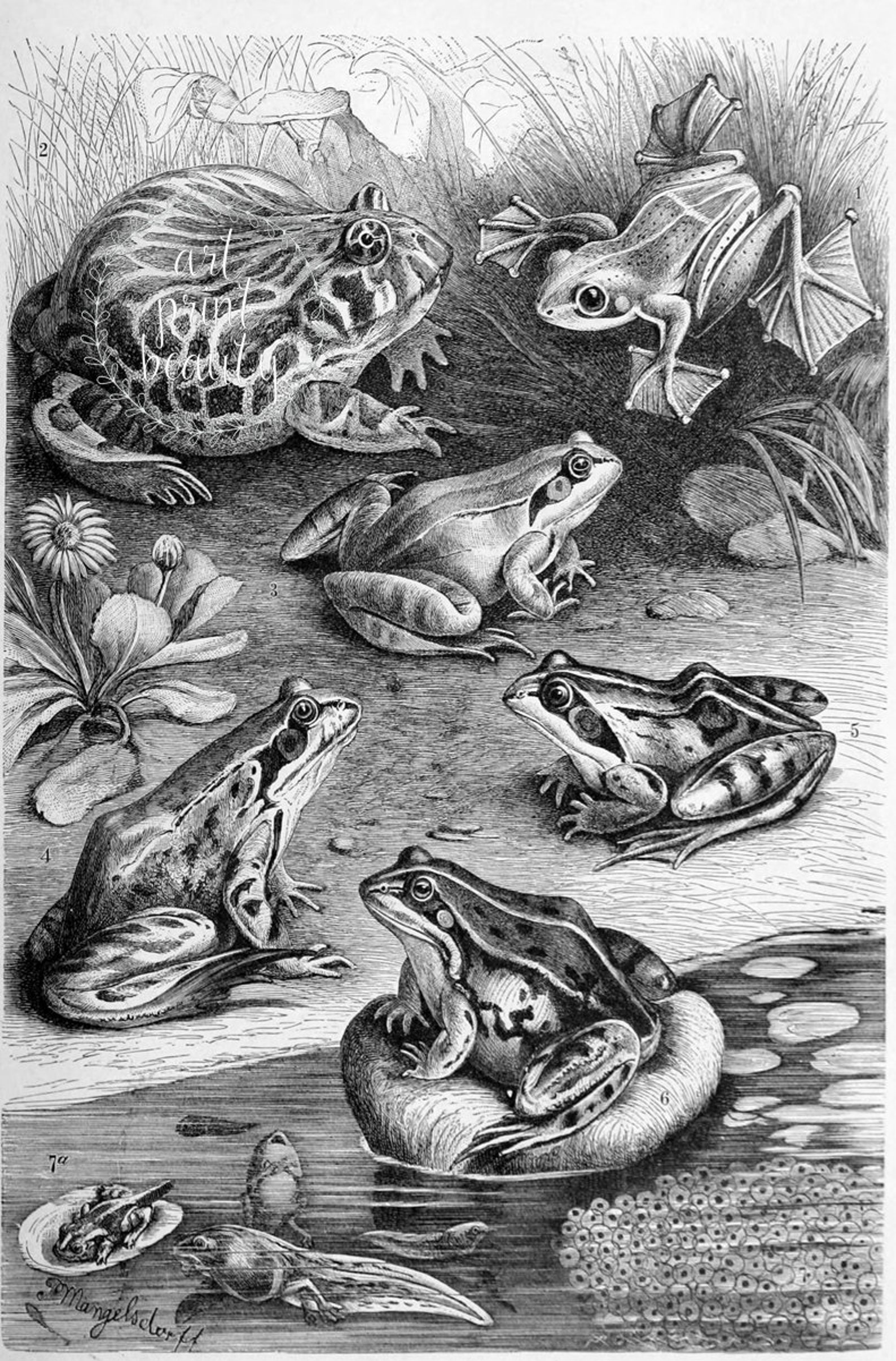 Frog Wall Art Decor Amphibian Print Animal Vintage - Etsy