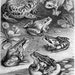 Frog Wall Art Decor, Amphibian Print, Animal Vintage Illustration ...