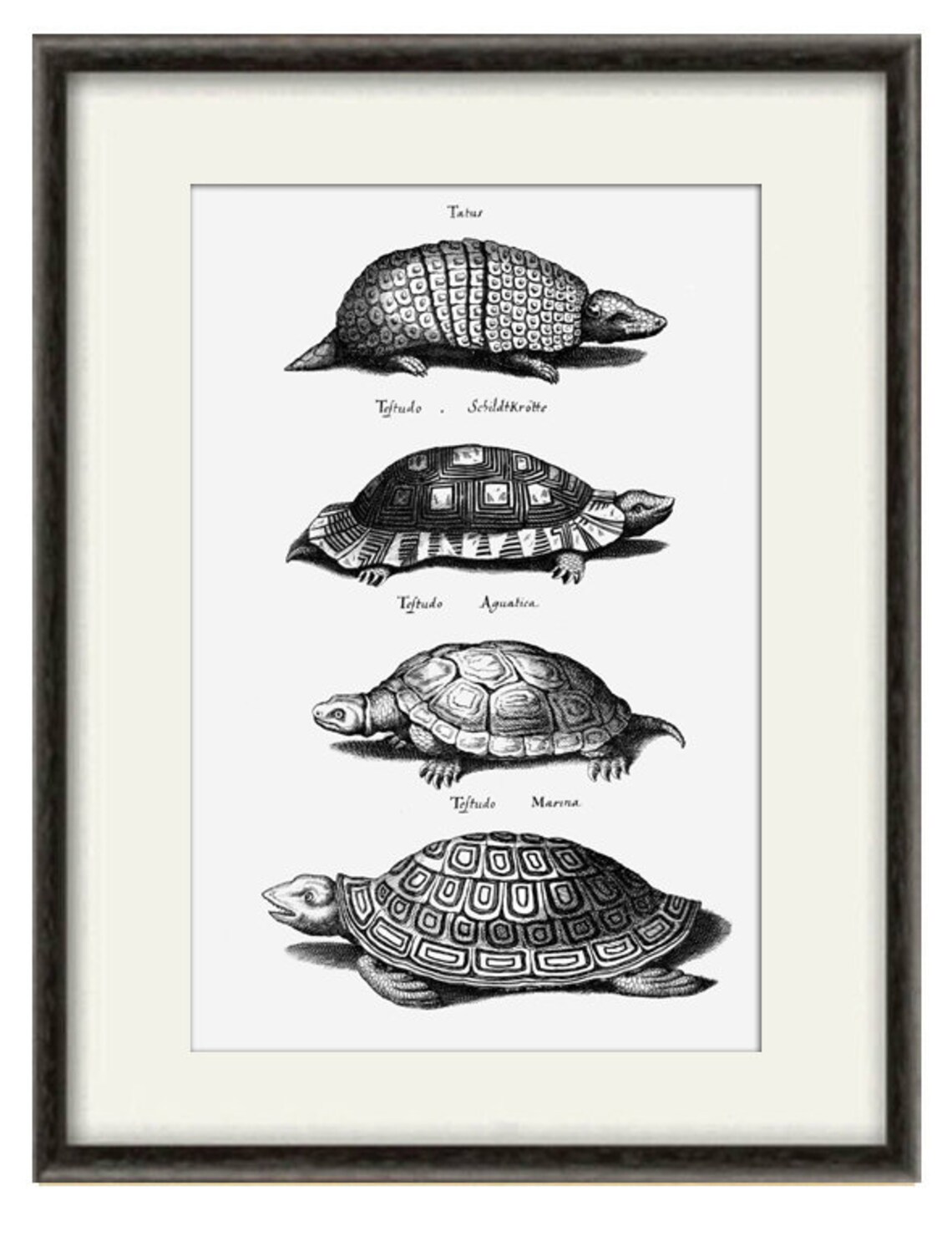 Antique Turtle Print Art Turtle Wall Art Home Decor Turtle - Etsy