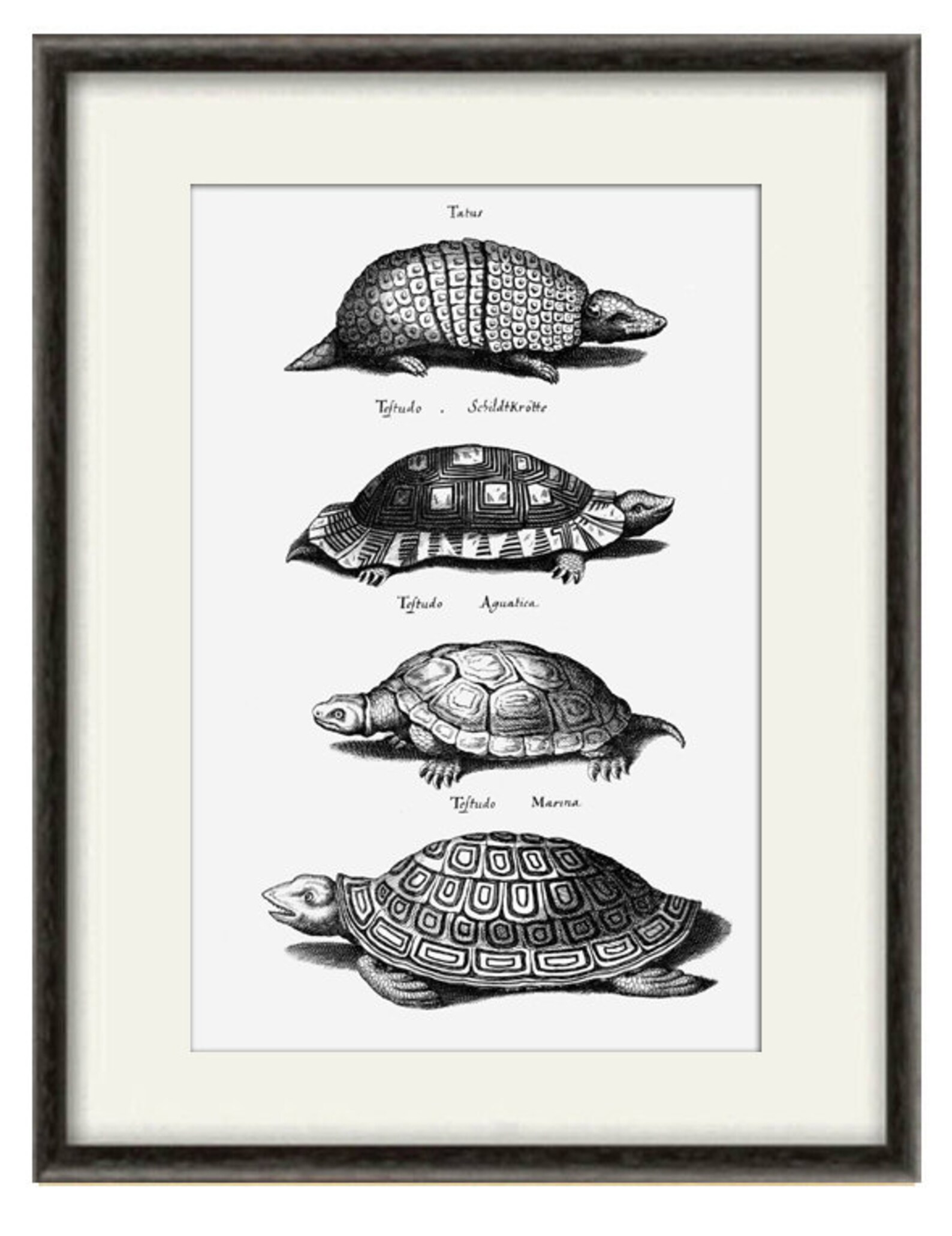 Antique Turtle Print Art Turtle Wall Art Home Decor Turtle - Etsy