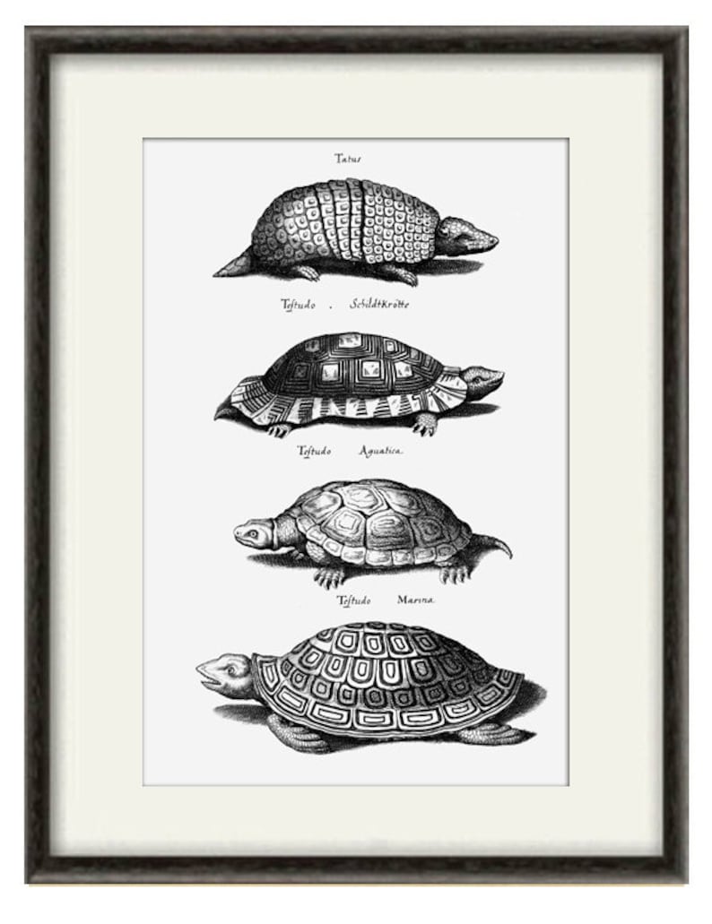 Antique Turtle Print Art Turtle Wall Art Home Decor Turtle - Etsy