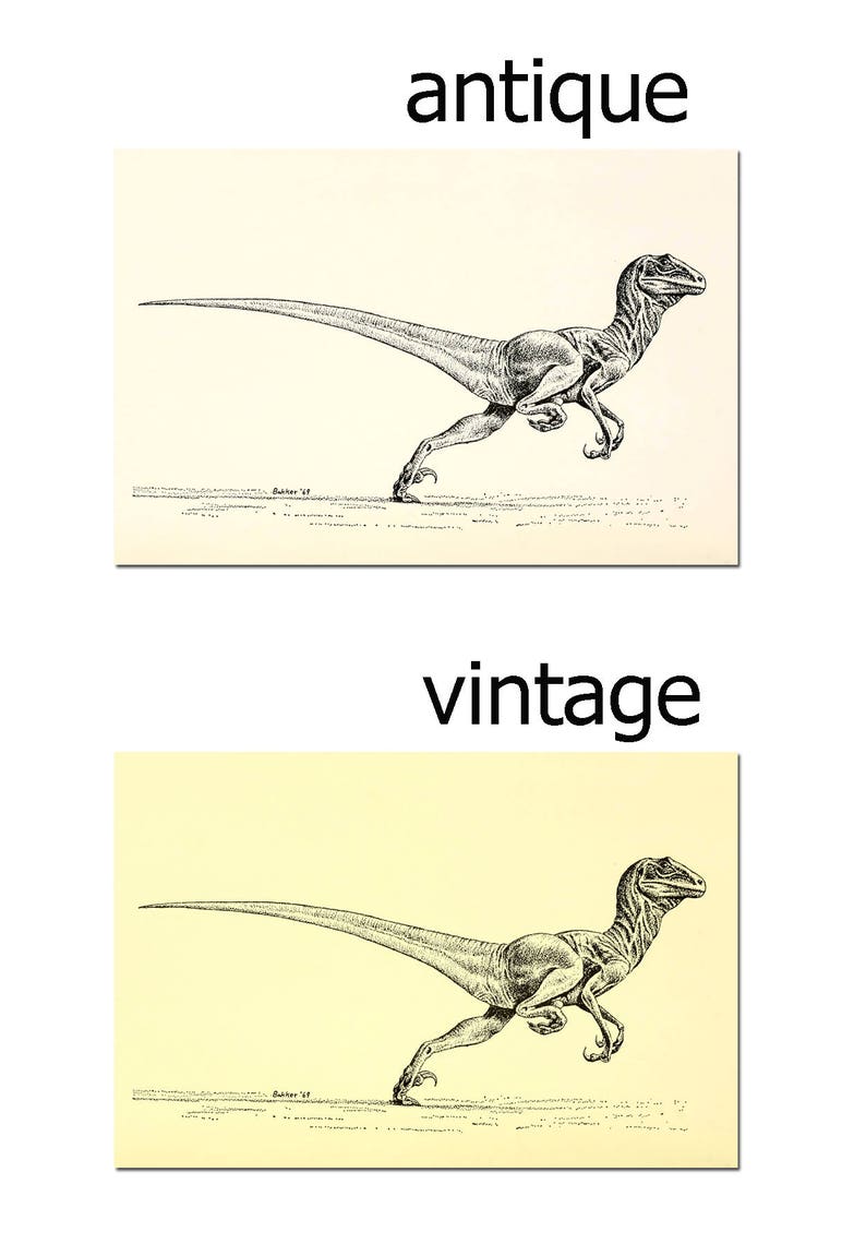 Dinosaur Print Velociraptor Dinosaur Poster Dinosaur Wall - Etsy
