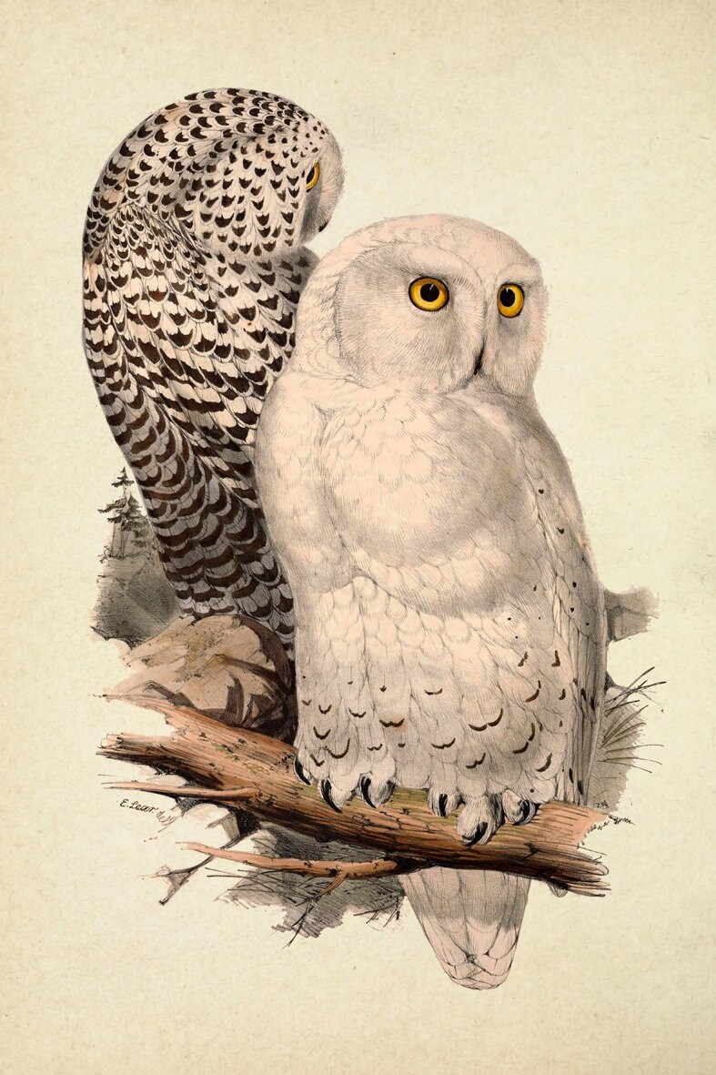 Owl Picture Print Set of 6 Bird Wall Decor Ornithology | Etsy