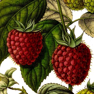 Raspberry Print, Kitchen Wall Art Decor, Botanical Illustration Print ...