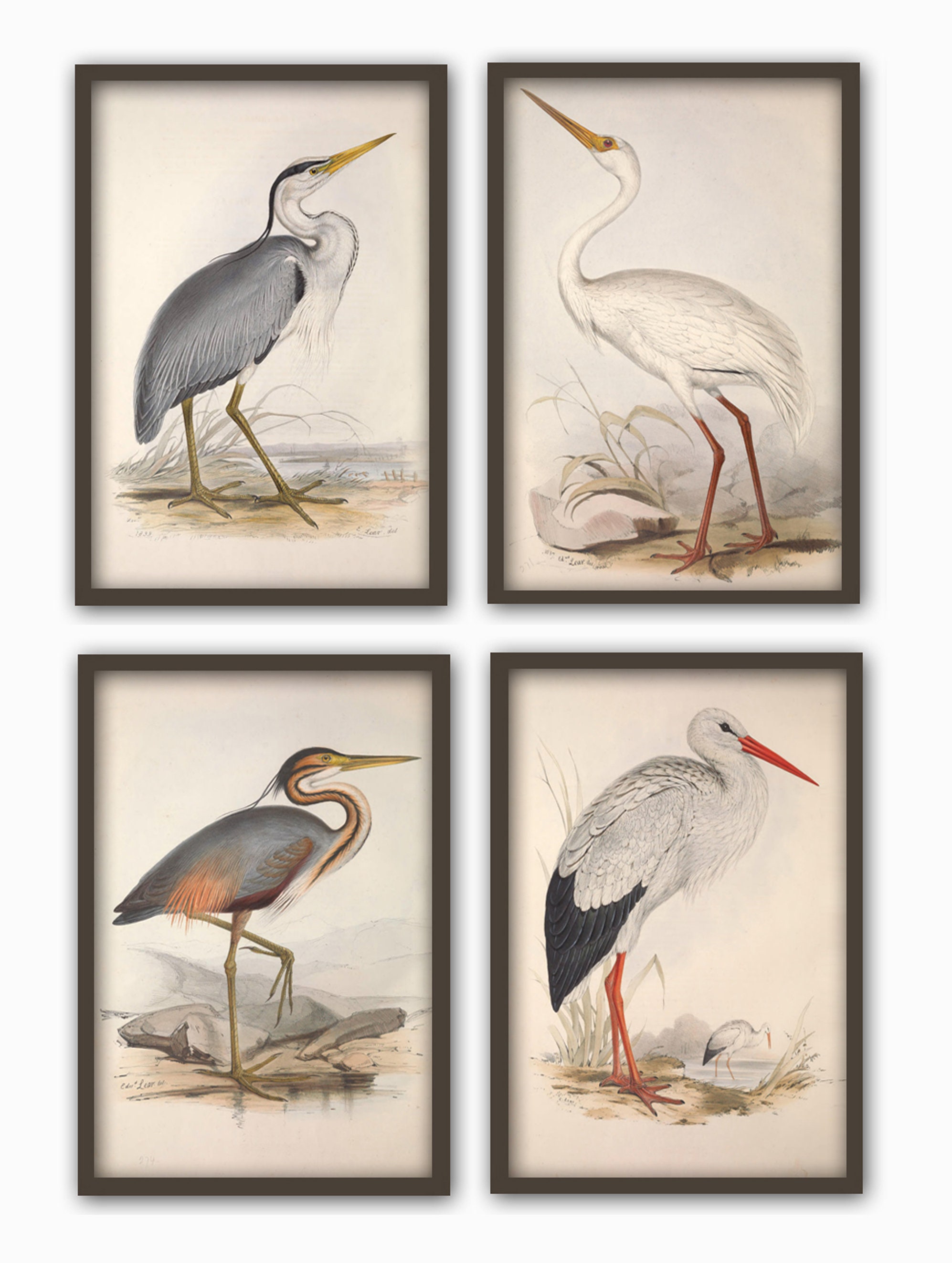 Birds Wall Art Print Set of 4 Antique Bird Illustration | Etsy