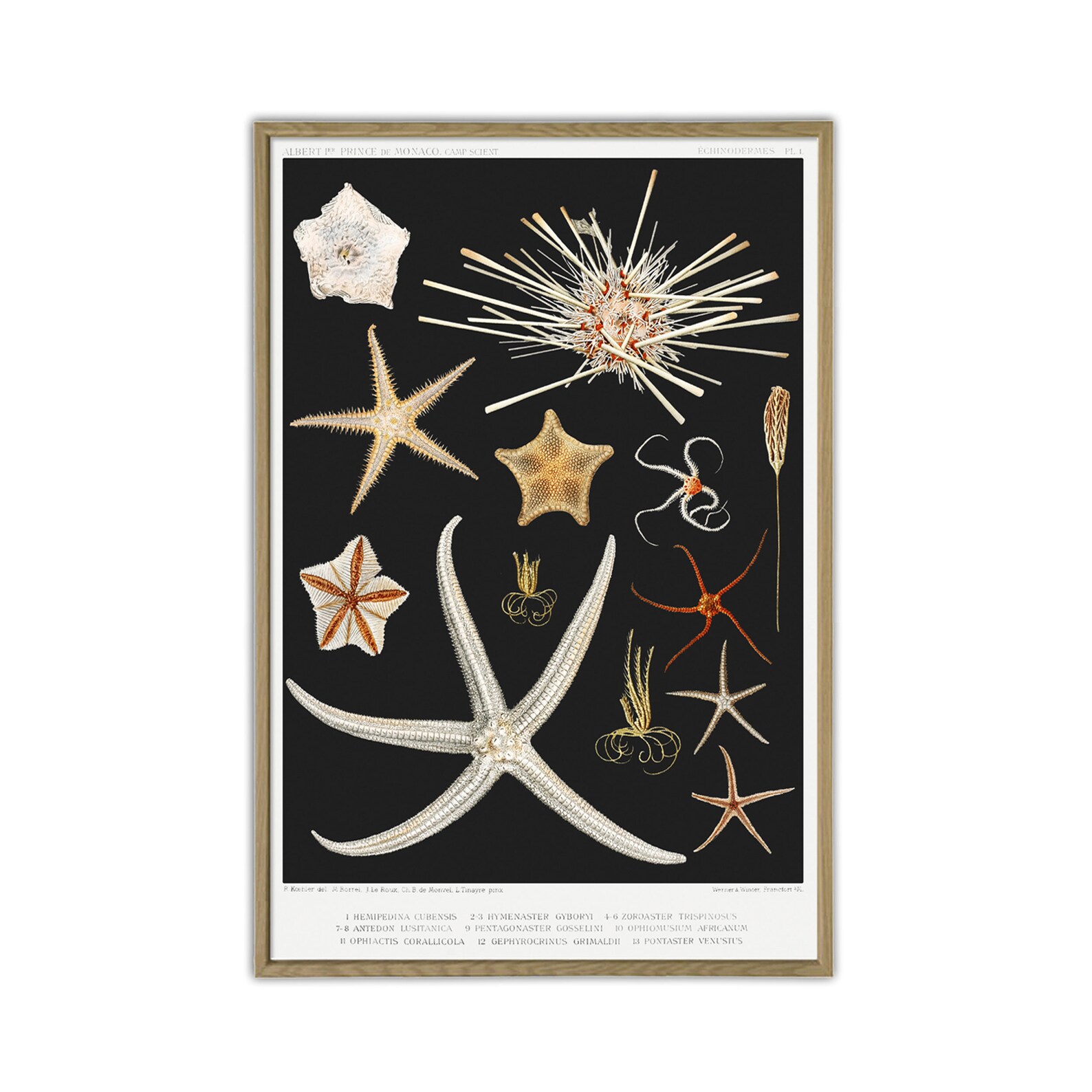 Starfish Print, Marine Biology Print, Bathroom Decor Poster ...