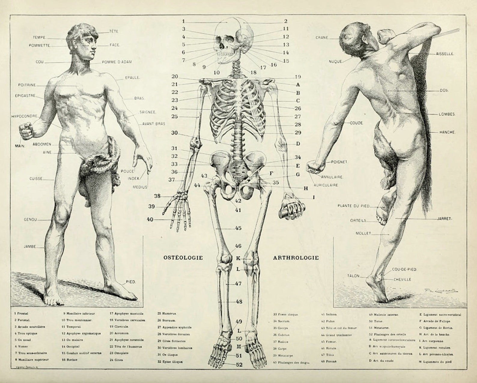 Human Anatomy Antique Human Skeleton Vintage Bones and Muscles - Etsy