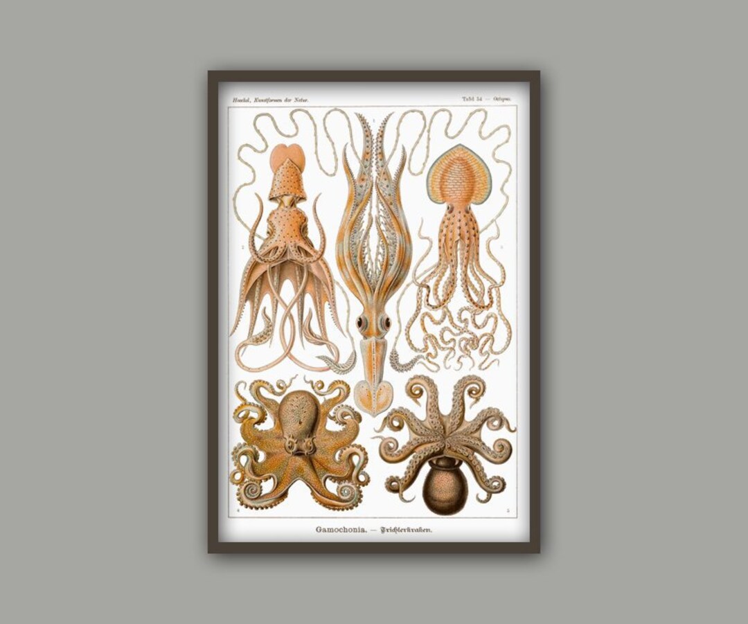 Antique Jellyfish Print, Vintage Haeckel Ocean Art Nautical Print ...