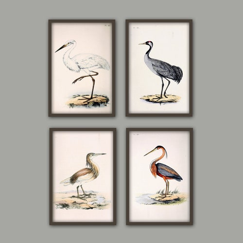 Set of 2 Big Birds Print Vintage Bird Illustration Bird Poster - Etsy