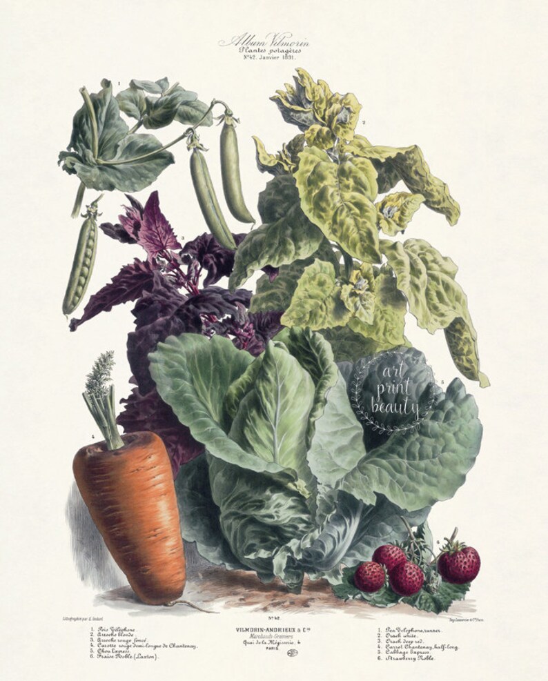 Set of 3 Vegetables Print Kitchen Decor Large Size Poster - Etsy