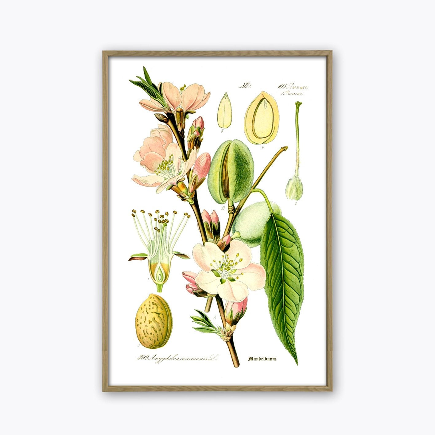 Almond Print Botanical Vintage Illustration Almond Tree Poster - Etsy