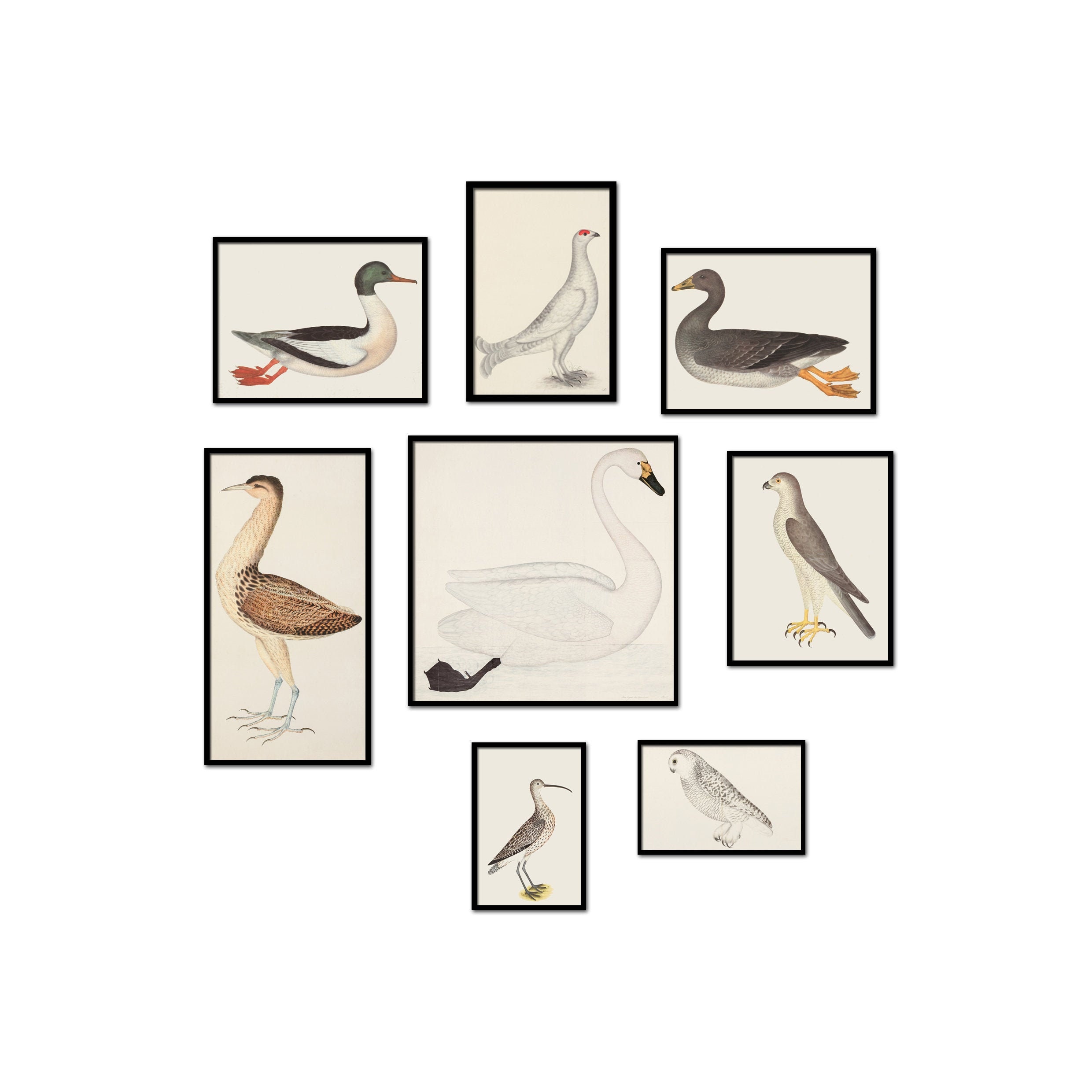 Bird Print Set Birds Wall Art Decor Vintage illustration | Etsy