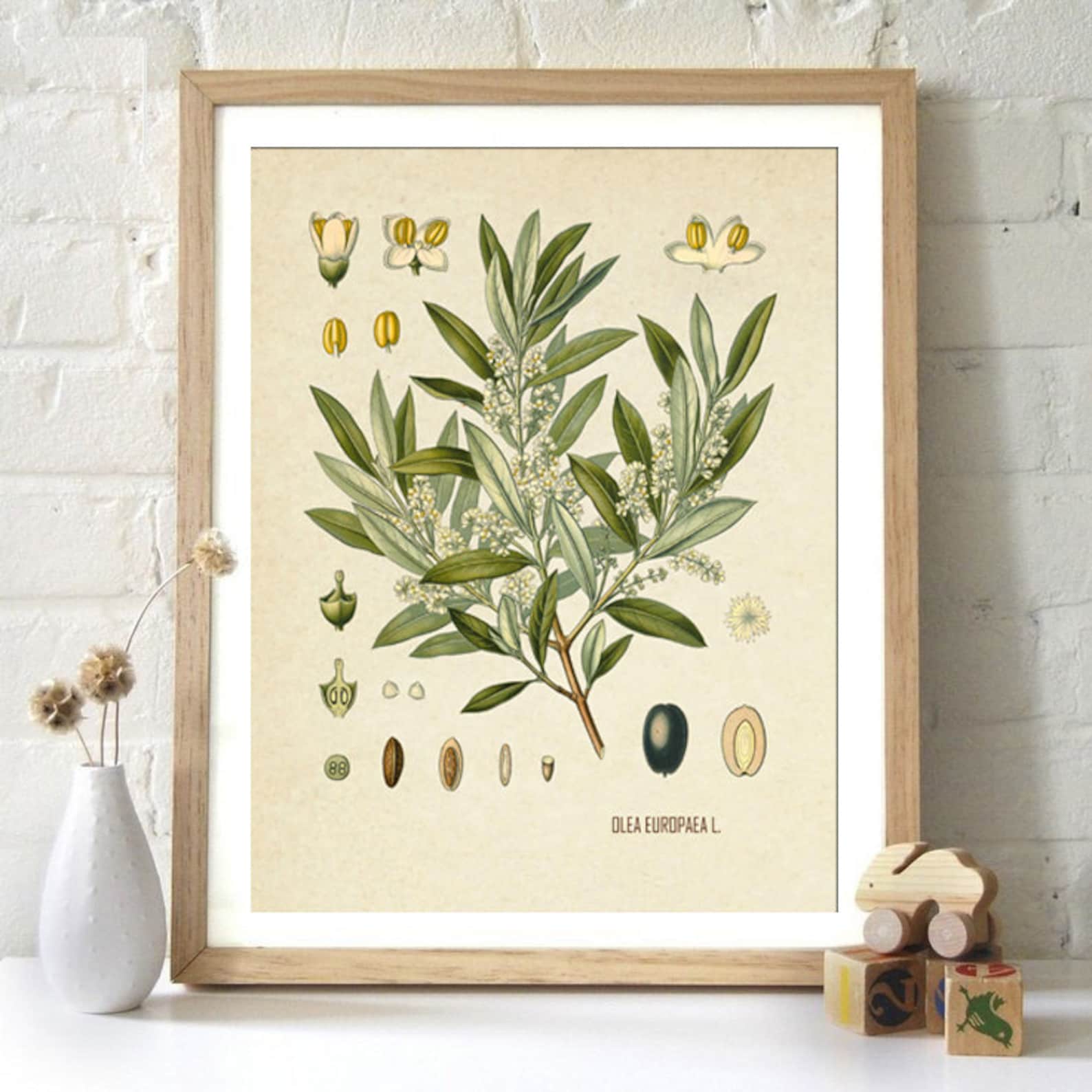 Olive Tree Print, Vintage Olive Tree, Olive Botanical Illustration ...