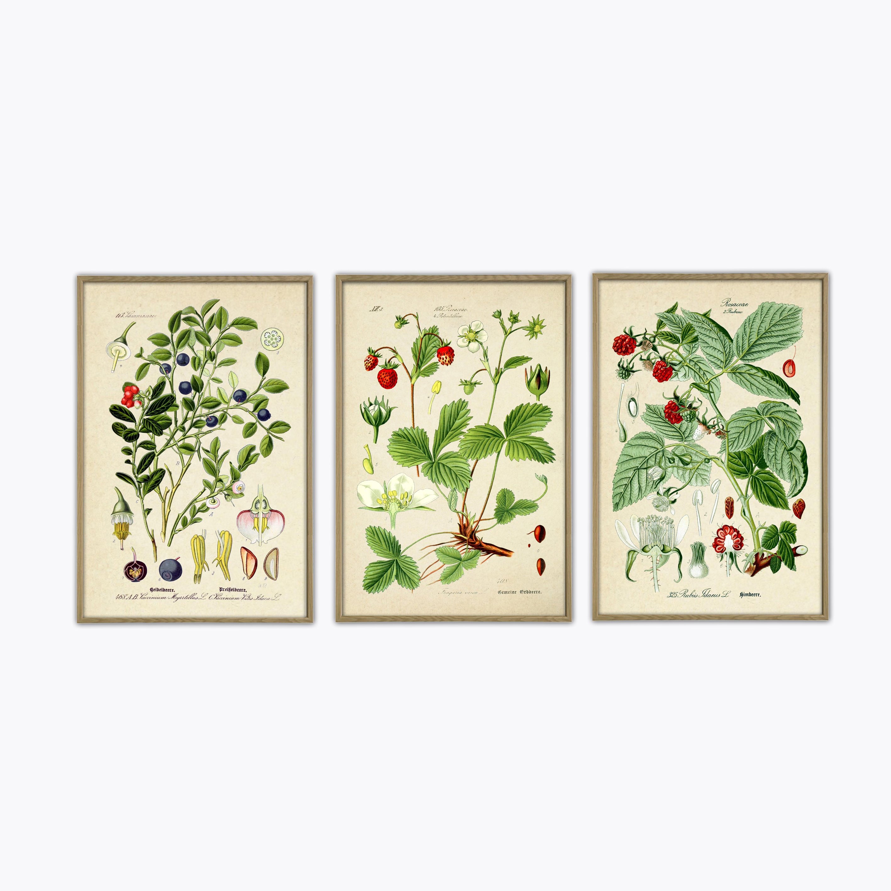 Berry Print Forest Kitchen Botanical Art Berries Illustration | Etsy