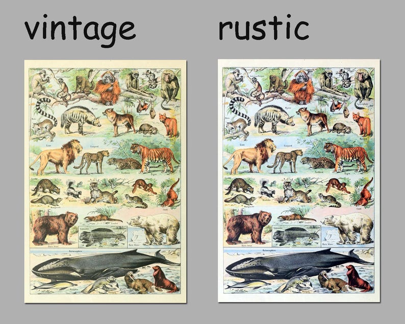 Set of 2 Animal Print - Animals Poster - Animals Wall Art Print ...