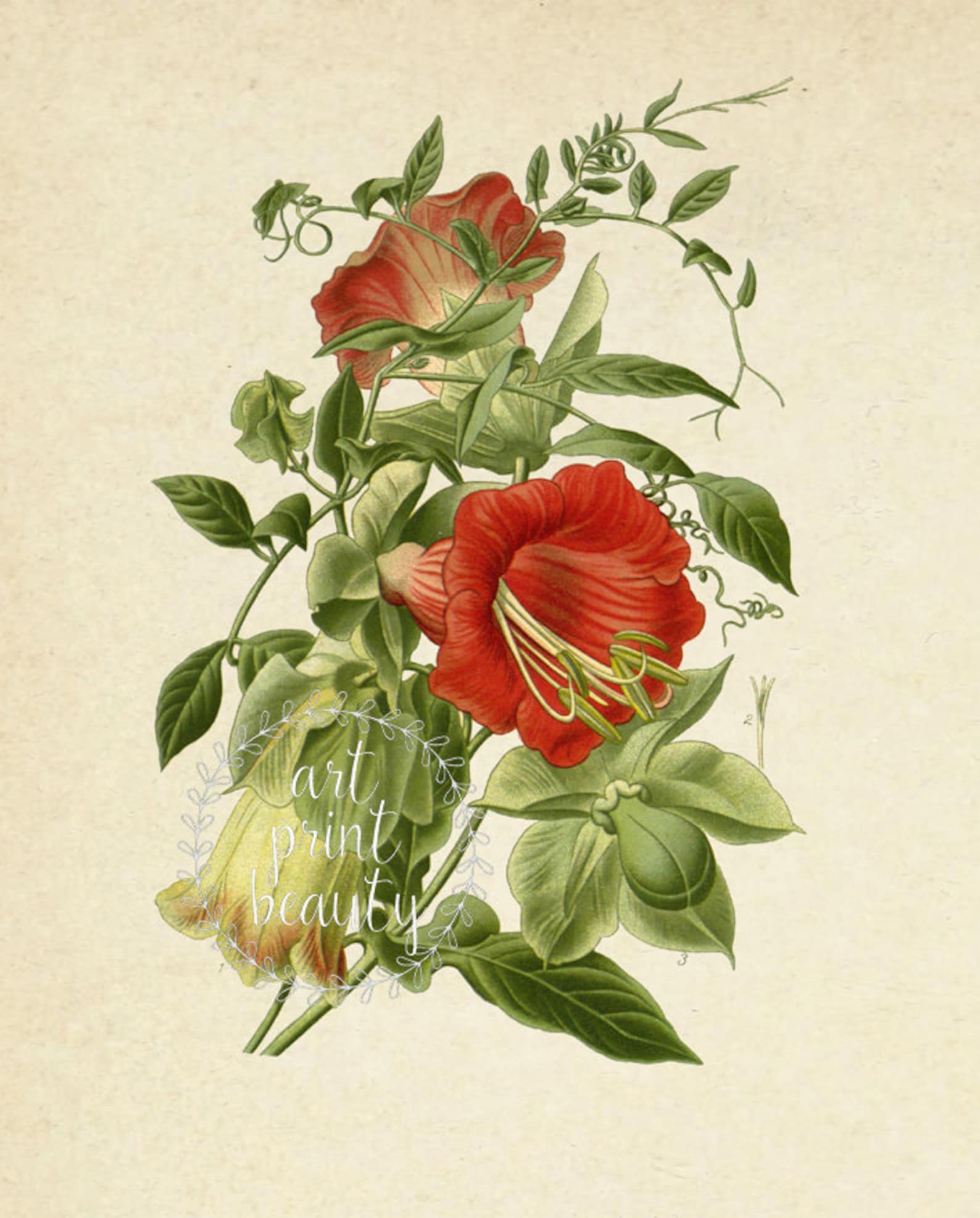 Red Botanical Prints Vintage Flower Art Cottage Wall Art Print French ...