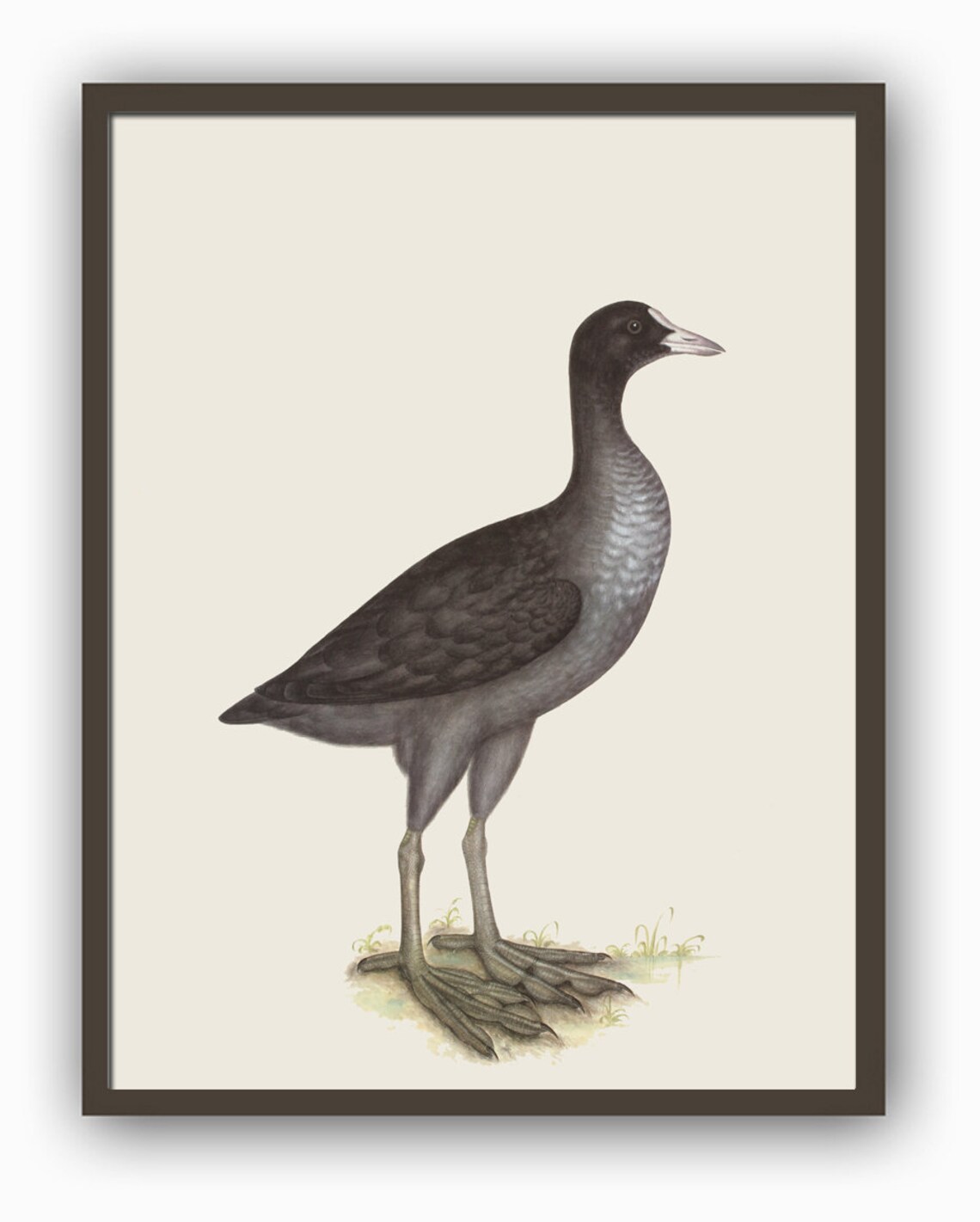 Eurasian Coot Bird Print Large Wall Art Decor Wild Bird Vintage ...