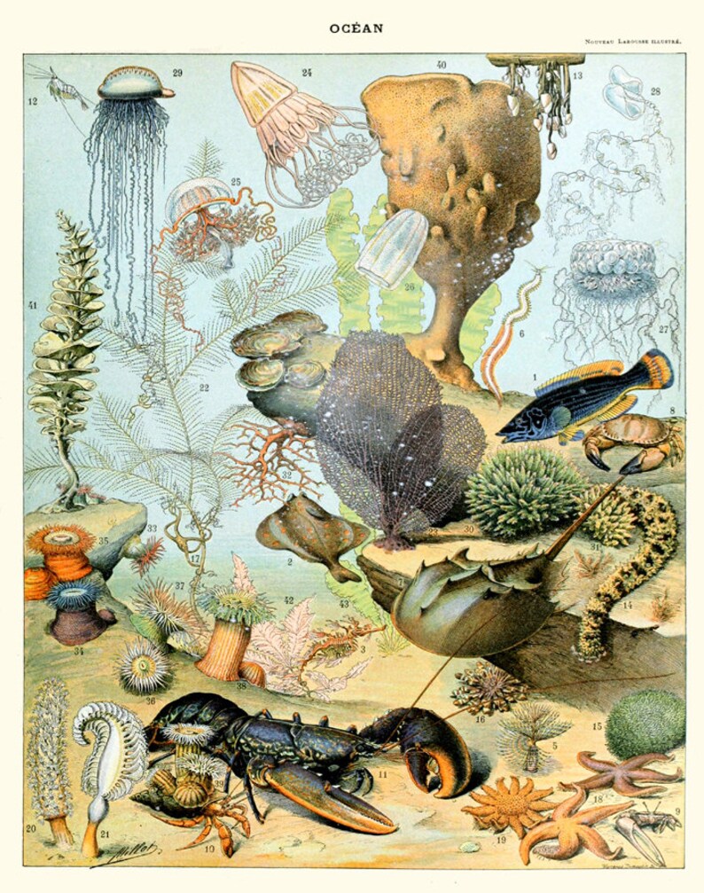 Fish Print Set, Sea Life, Marine Biology Print, Sea Animals, Shellfish ...