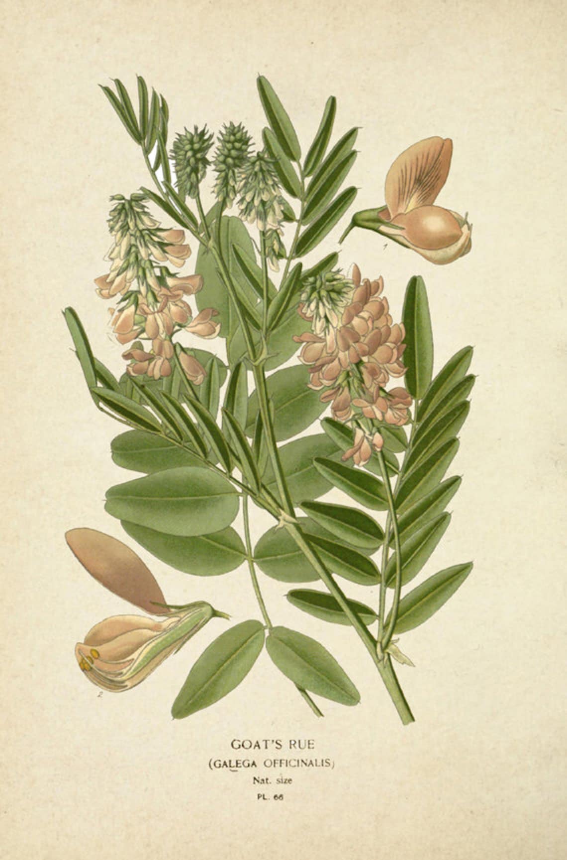 Set of 4 Plant Decoration Posters and Prints Wall Art Painting | Etsy