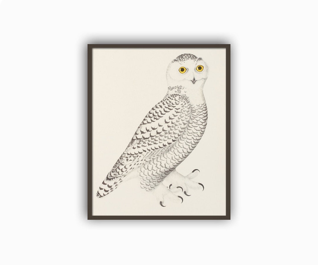 Snowy Owl Print, Bird Print, Bird Vintage Illustration, Large Wall Art ...