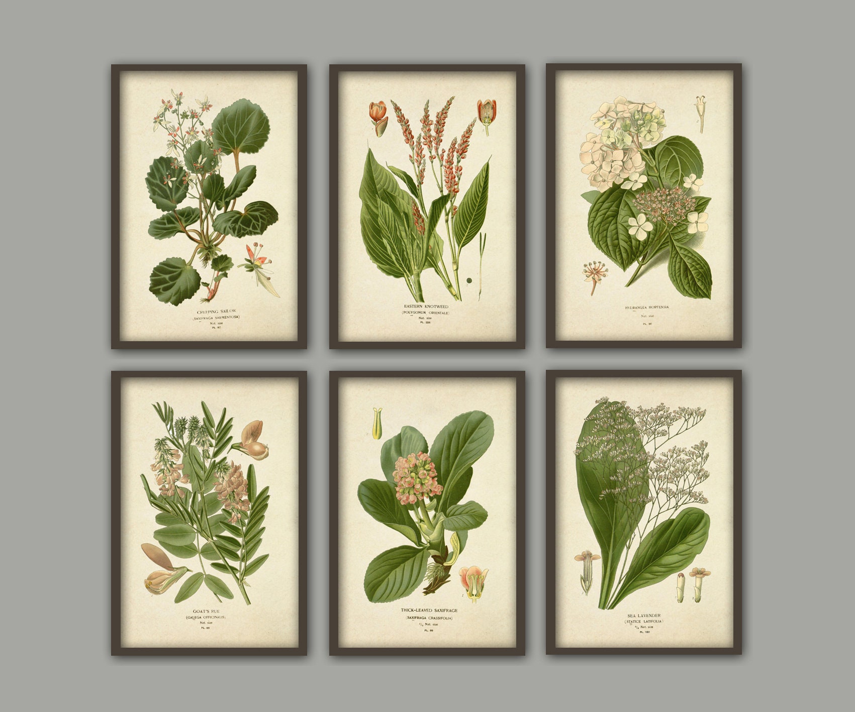 Rustic Botanical Illustration Flowers Prints Wall Art Print Vintage ...